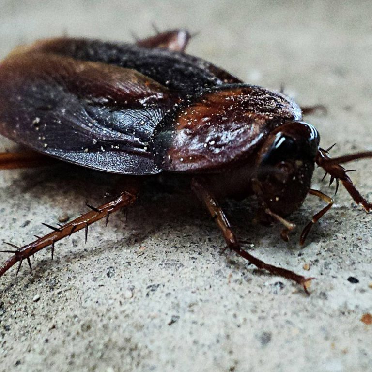 Cockroaches - CatsUSA PestControl California